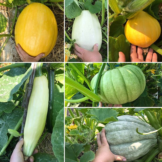 Squash: Which Varieties Made The Cut
