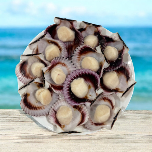 269988 HALF SHELL SCALLOP | Gulf Coast Sea Trade