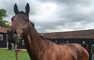 David Thompson Racing - SOUTH VIEW FARM, BOLAM, DARLINGTON, DL2 2UP