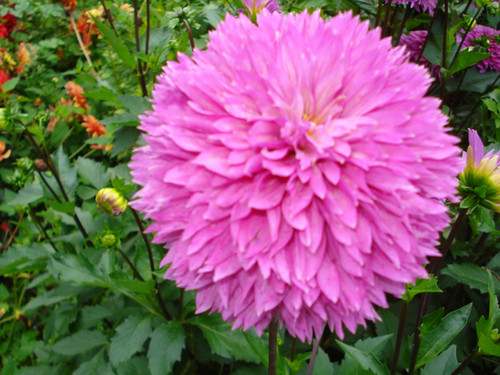 Frizzy Lizzy (Miniature) | DaveyGardens