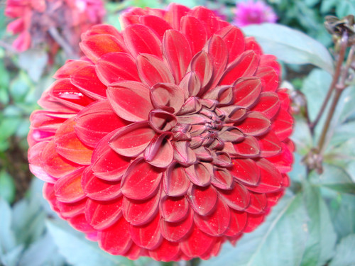 Copper Queen | DaveyGardens