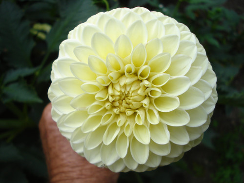 Barbarry Primrose Hall | DaveyGardens