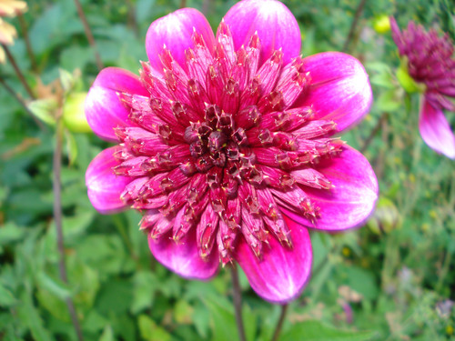 Rock Star | DaveyGardens