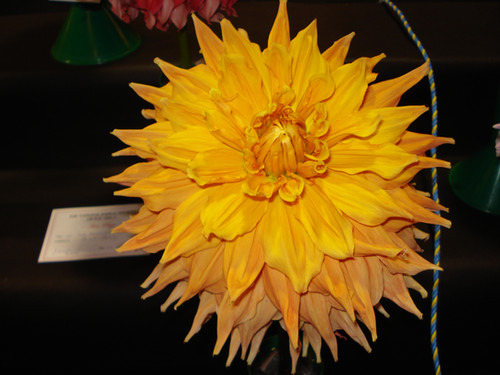 Ben Huston | DaveyGardens