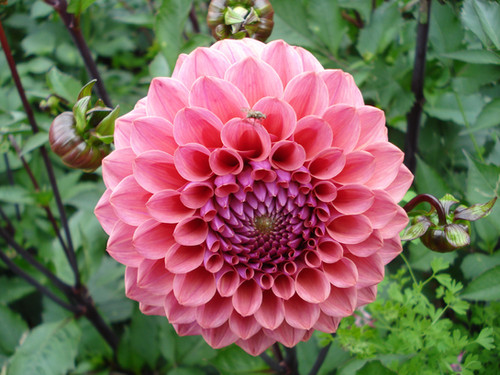 Ailsa Bailey | DaveyGardens