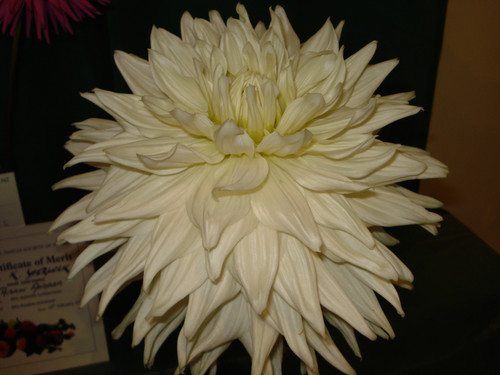 Kenora Clyde | DaveyGardens