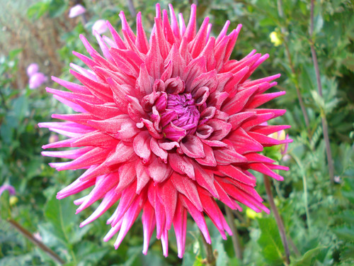 Jane Warton | DaveyGardens