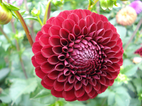 Blyton Red Ace | DaveyGardens