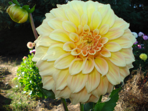 Bracken Sarah | DaveyGardens