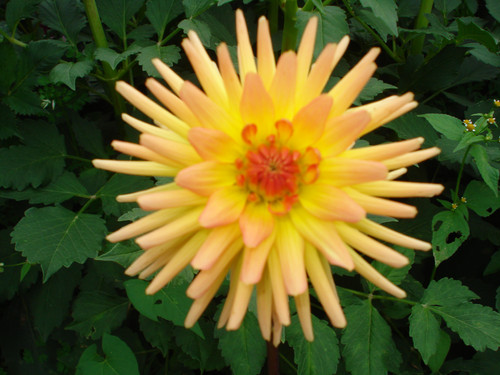 Emma Brooklyn | DaveyGardens