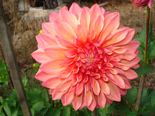 Scaur Swinton | DaveyGardens