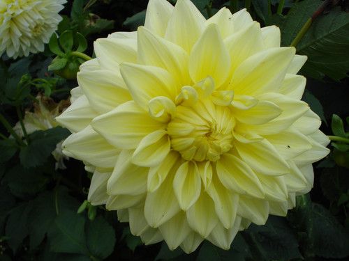 Alva's Supreme | DaveyGardens