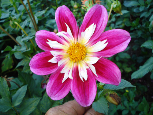 Lillian Alice | DaveyGardens