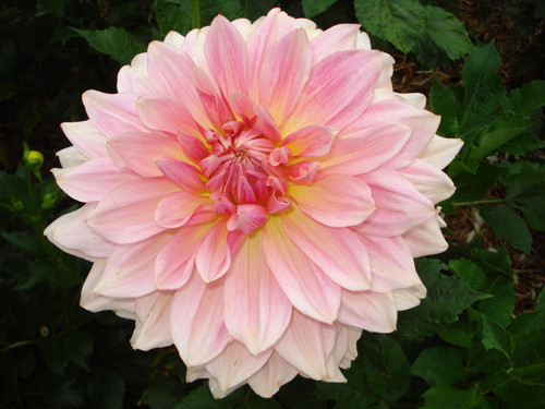 Fairway Pilot | DaveyGardens