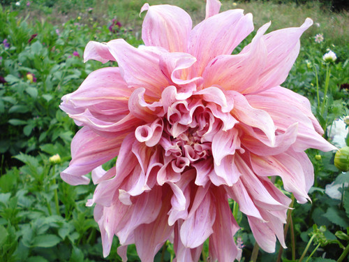 Striped Emory Paul | DaveyGardens