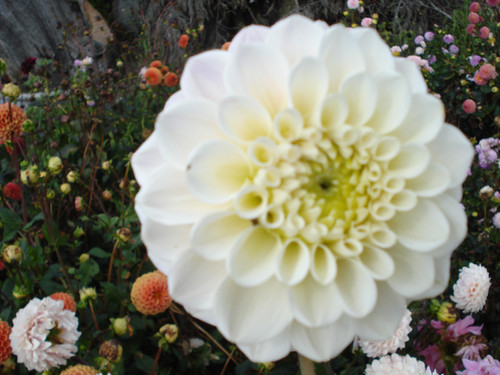 Sweet Natalie | DaveyGardens