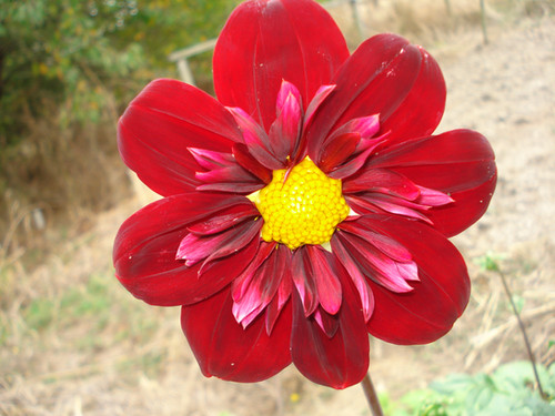 Dilys Ayling | DaveyGardens