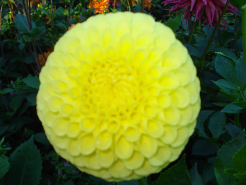 Clearview Daniel | DaveyGardens