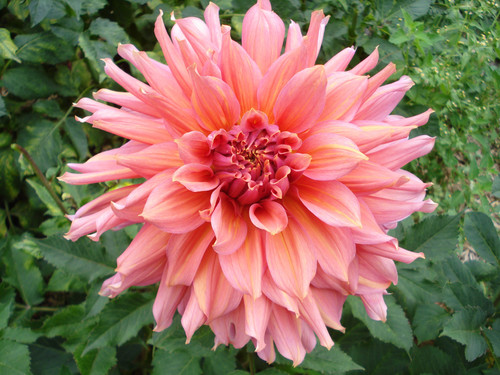 Pink Spur | DaveyGardens