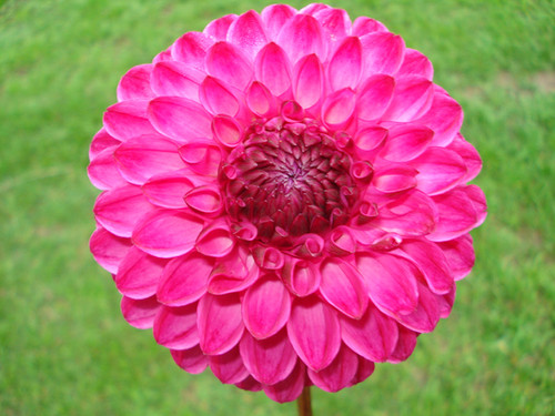 JS Dorothy Rose | DaveyGardens