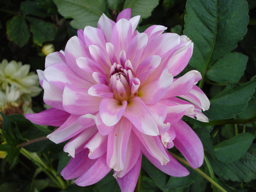 Pink Gingham | DaveyGardens
