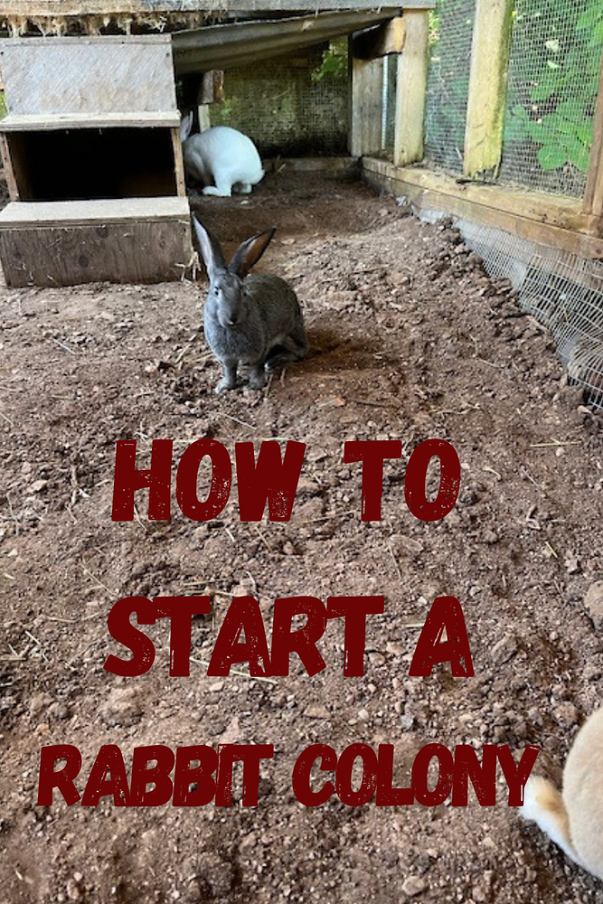How to Start a Rabbit Colony