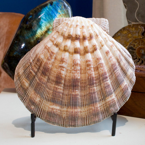 Lion's Paw Scallop Shell with Stand | Studio Mineralia