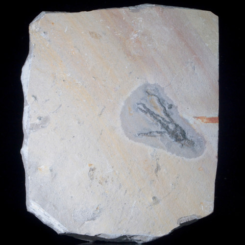 Fossil Gogia Granulosa. Cambrian. Spence Shale, Utah | Studio Mineralia