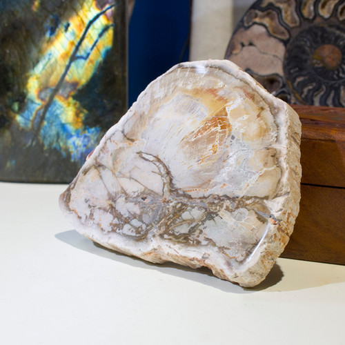 Complete Slice, Petrified Wood with Bark | Studio Mineralia