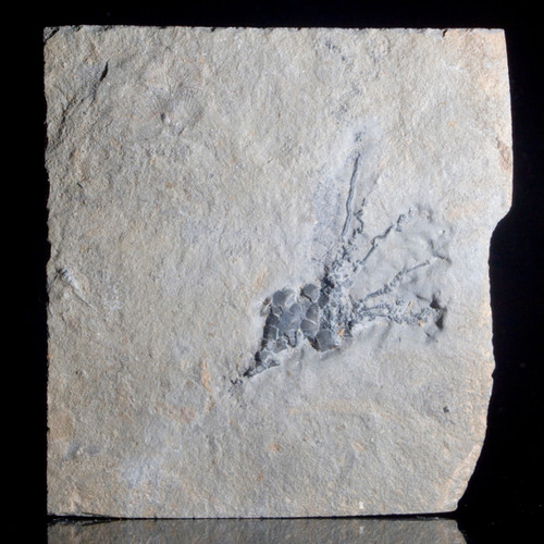 Fossil Gogia. Cambrian. Marjum Formation, Utah | Studio Mineralia