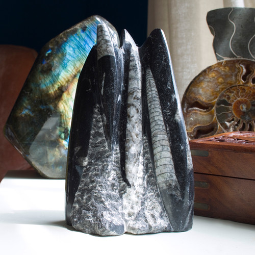 Polished Fossil Orthoceras Presentation | Studio Mineralia