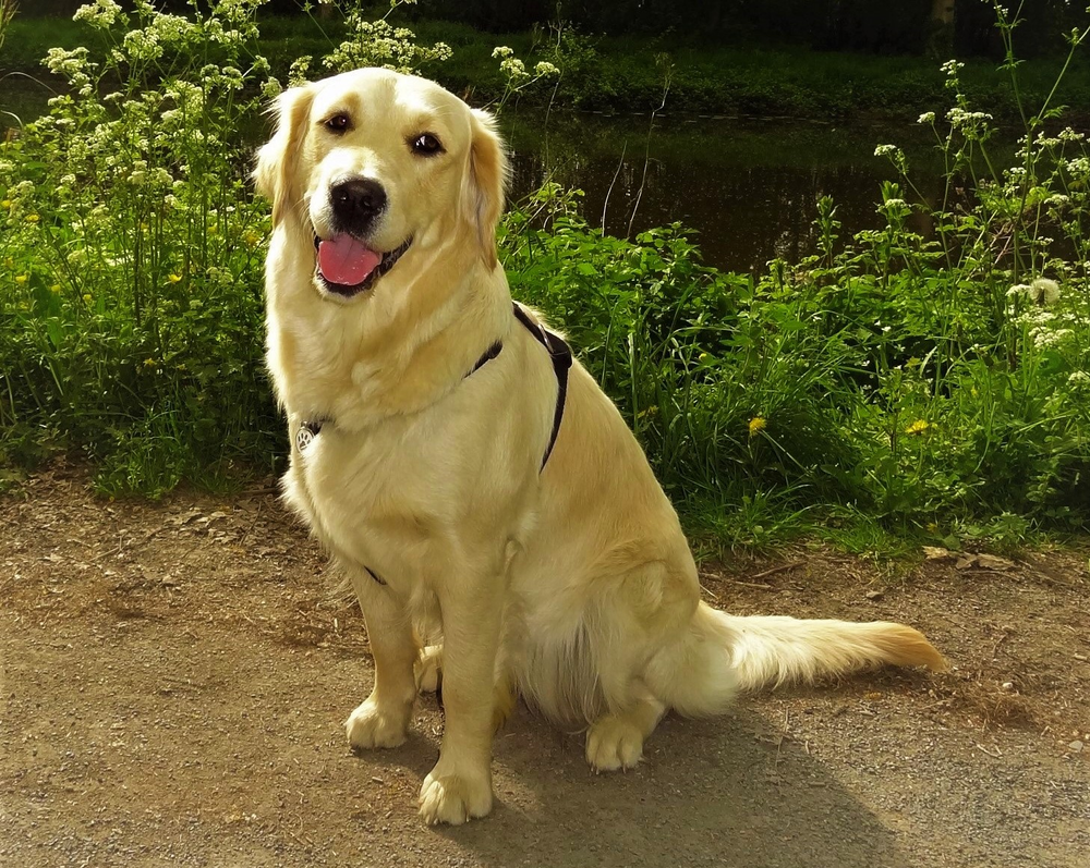 Un nouveau chien visiteur