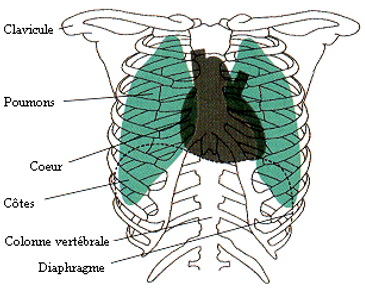 Anatomie | tpe1e4s