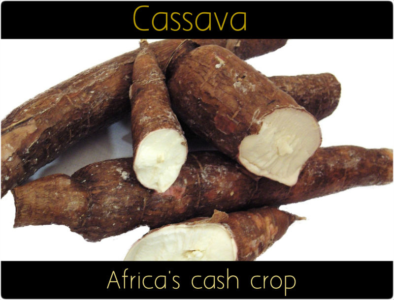 Cassava, Africa’s Cash Crop for Food Security