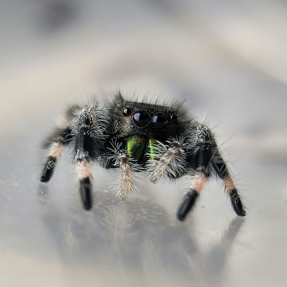 Breeding Jumping Spiders | Arachnamoria