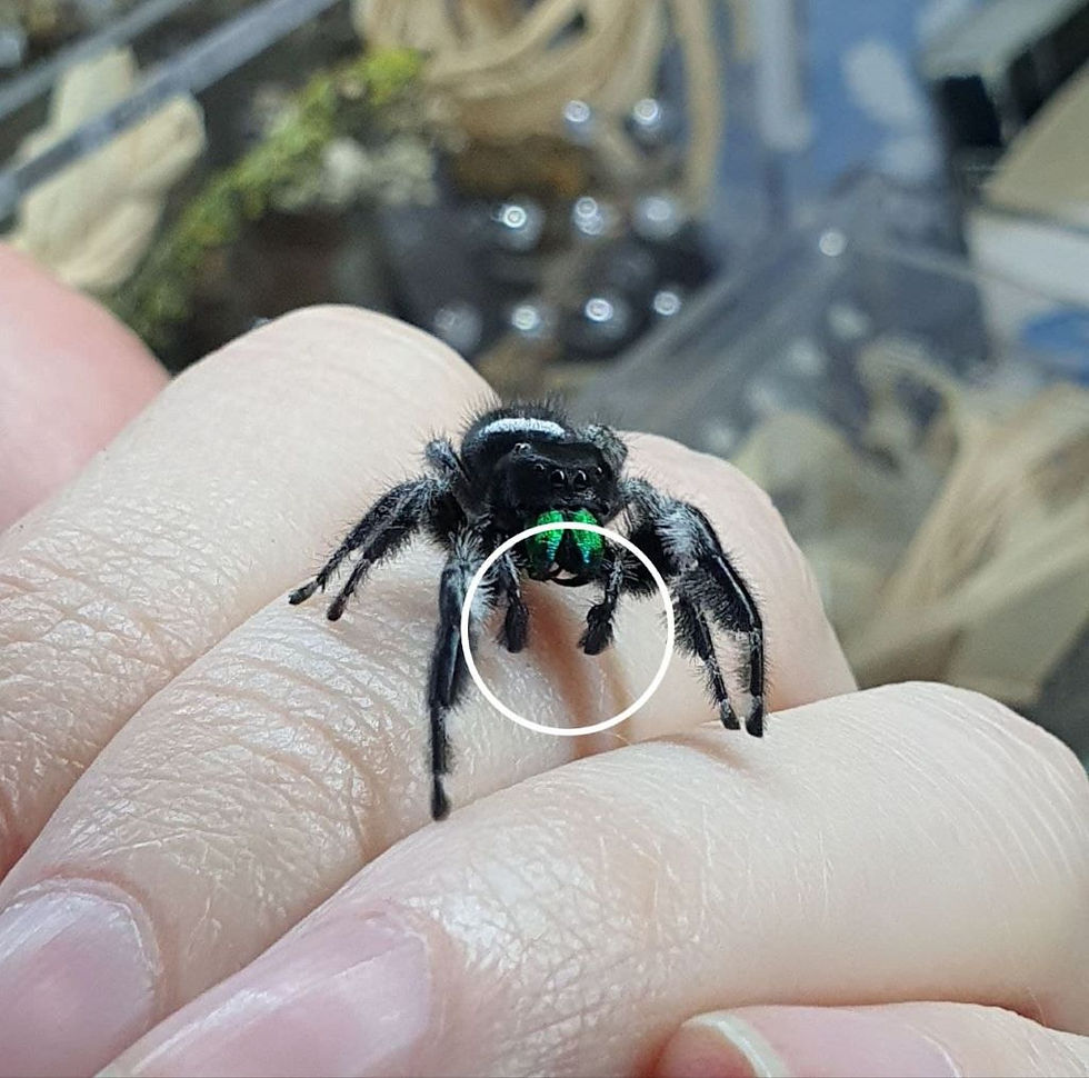Jumping Spider Sexing and Maturity