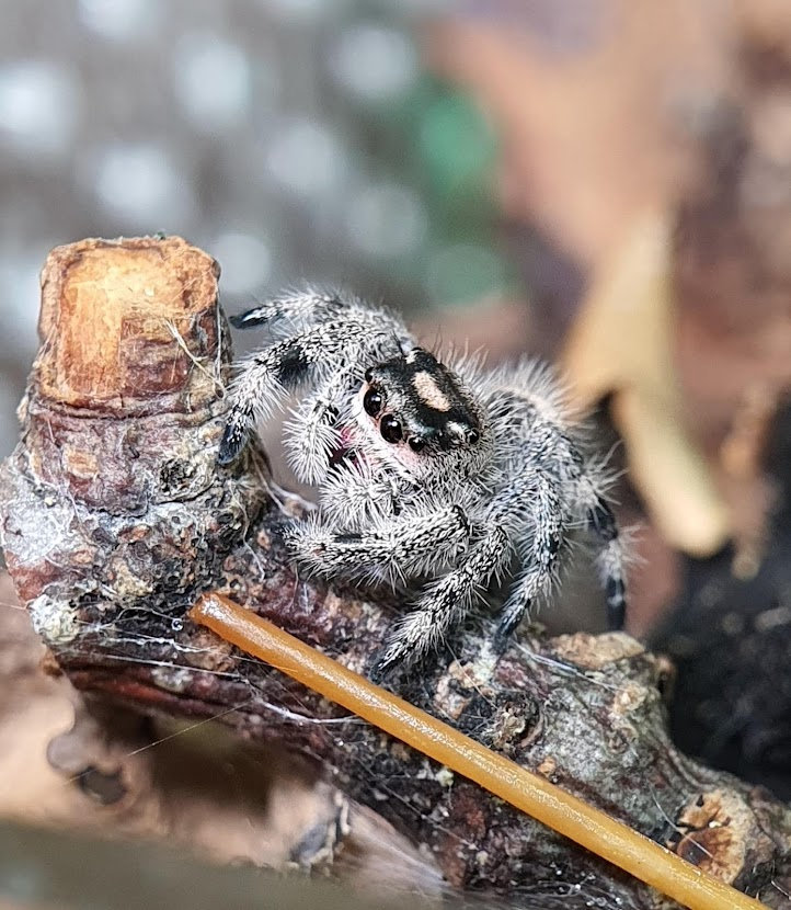 Tips and Tricks - Jumping Spider Photography