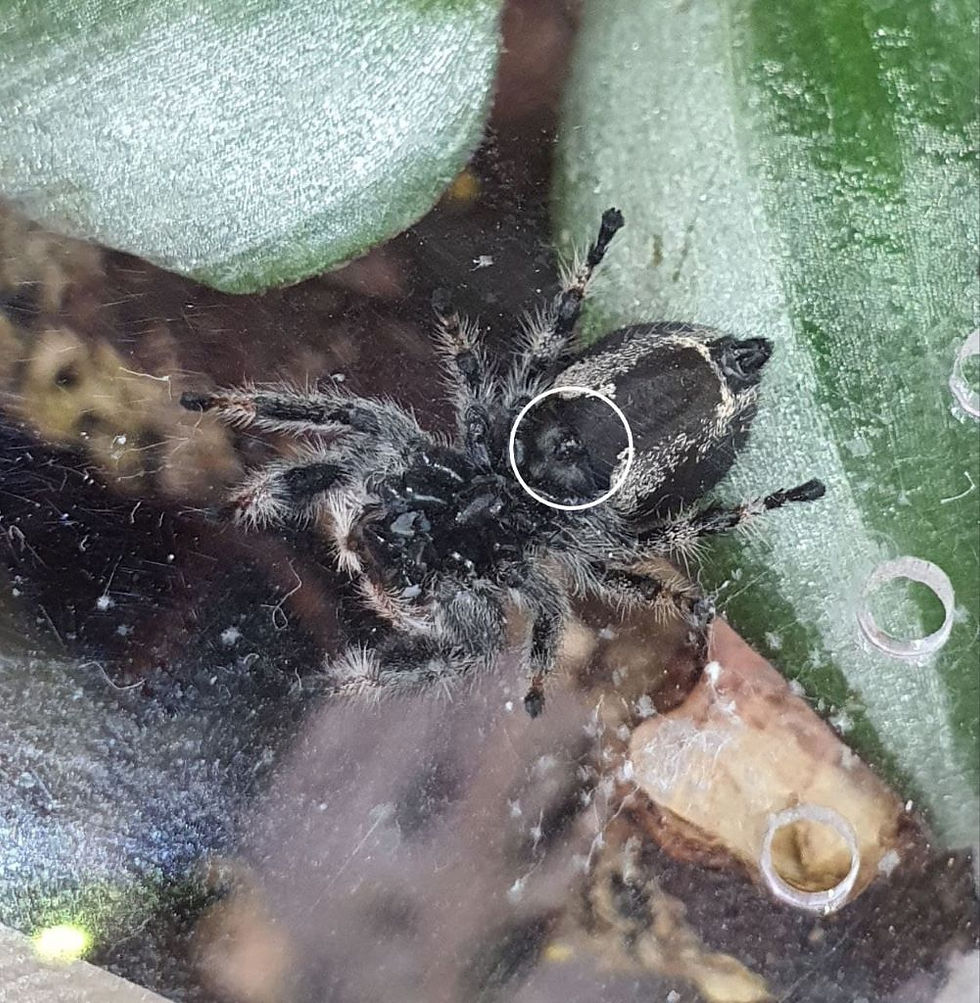 Jumping Spider Sexing and Maturity
