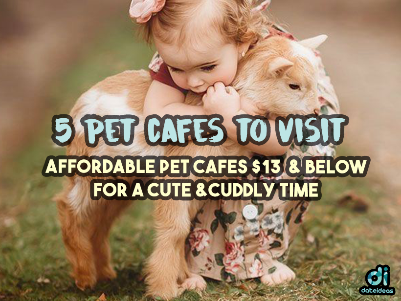 🐶🐾 5 Pet Cafes For A Day With Adorable Furry Friends