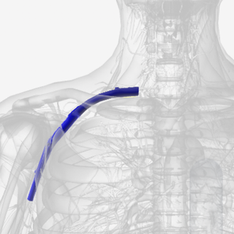 TOS Anatomy | TOS Outreach Network