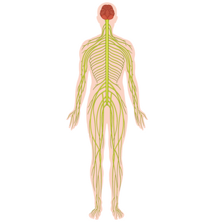 TOS Anatomy | TOS Outreach Network