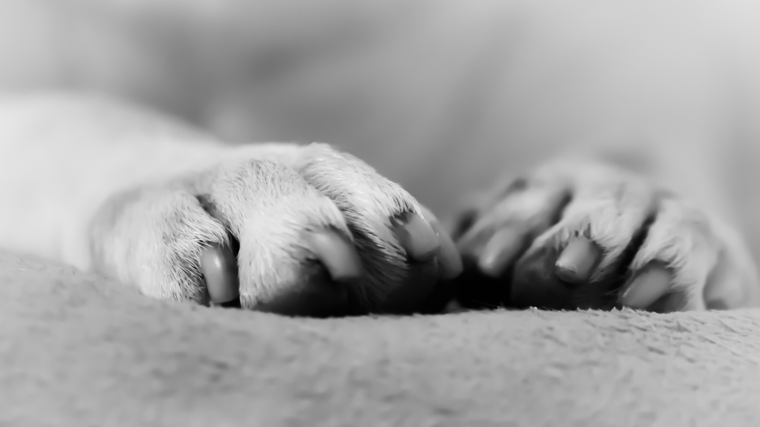 Le Hand Signal | My Peaceful Dog