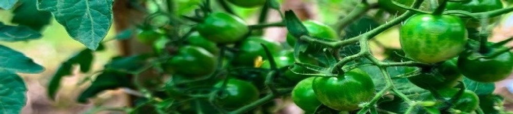 Philippine Small Farmer and Tomatoes | Gator Center