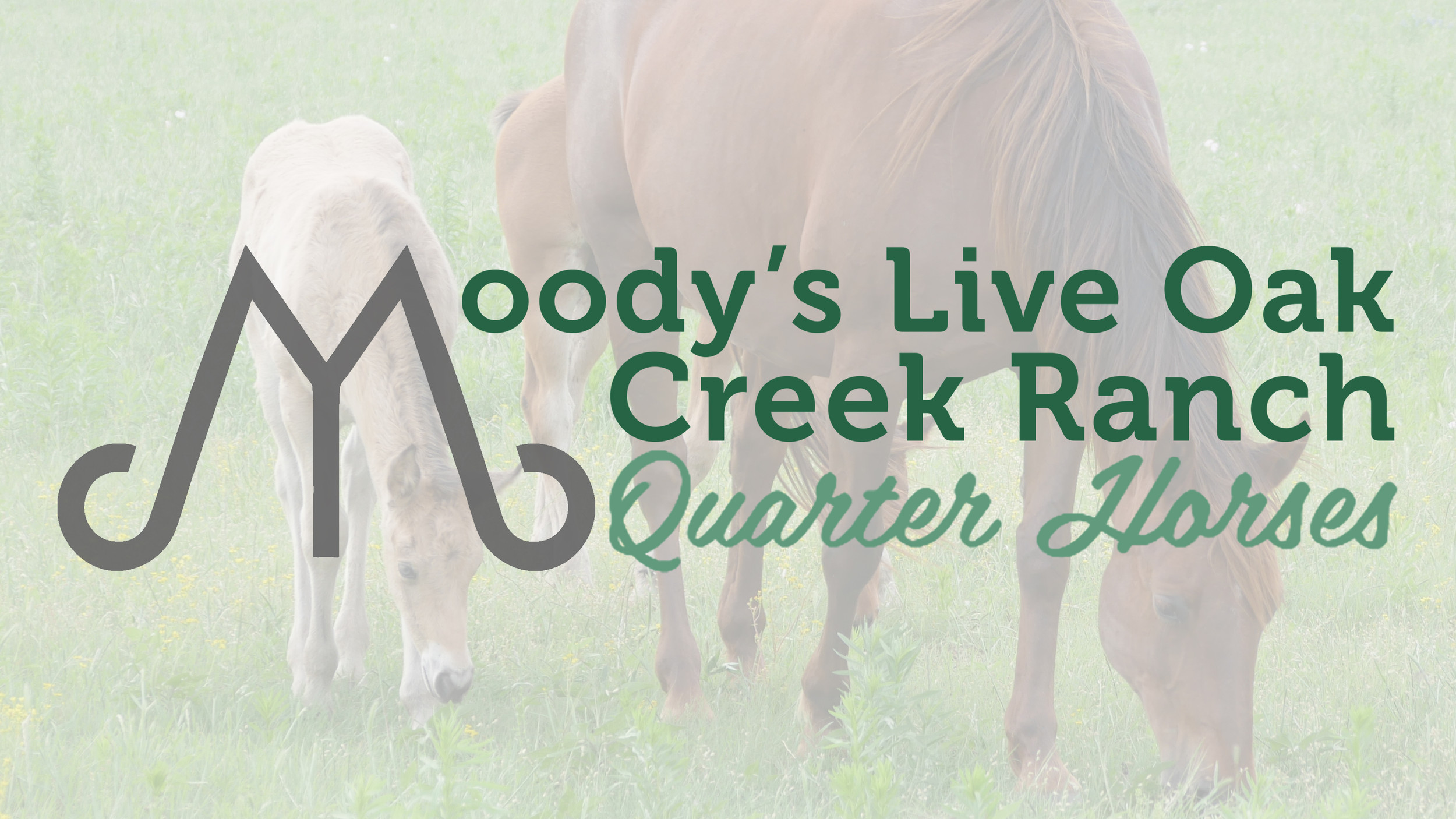 HOME | Moody's Live Oak Creek Ranch Quarter Horses | Valley Mills, Texas