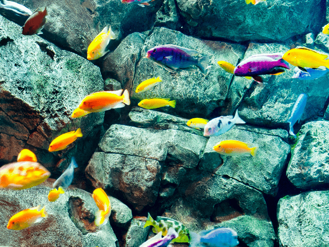 The Fascinating World of Lake Malawi African Cichlids: Mbuna