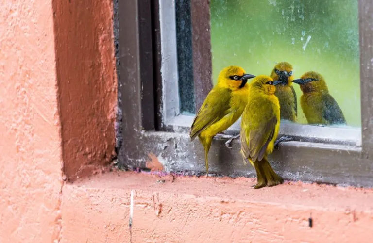 How to Understand Your Bird's Behavior ?: Strange, Habits Every Owner ...