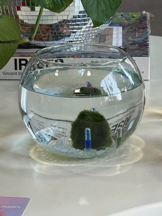 marimo with fish