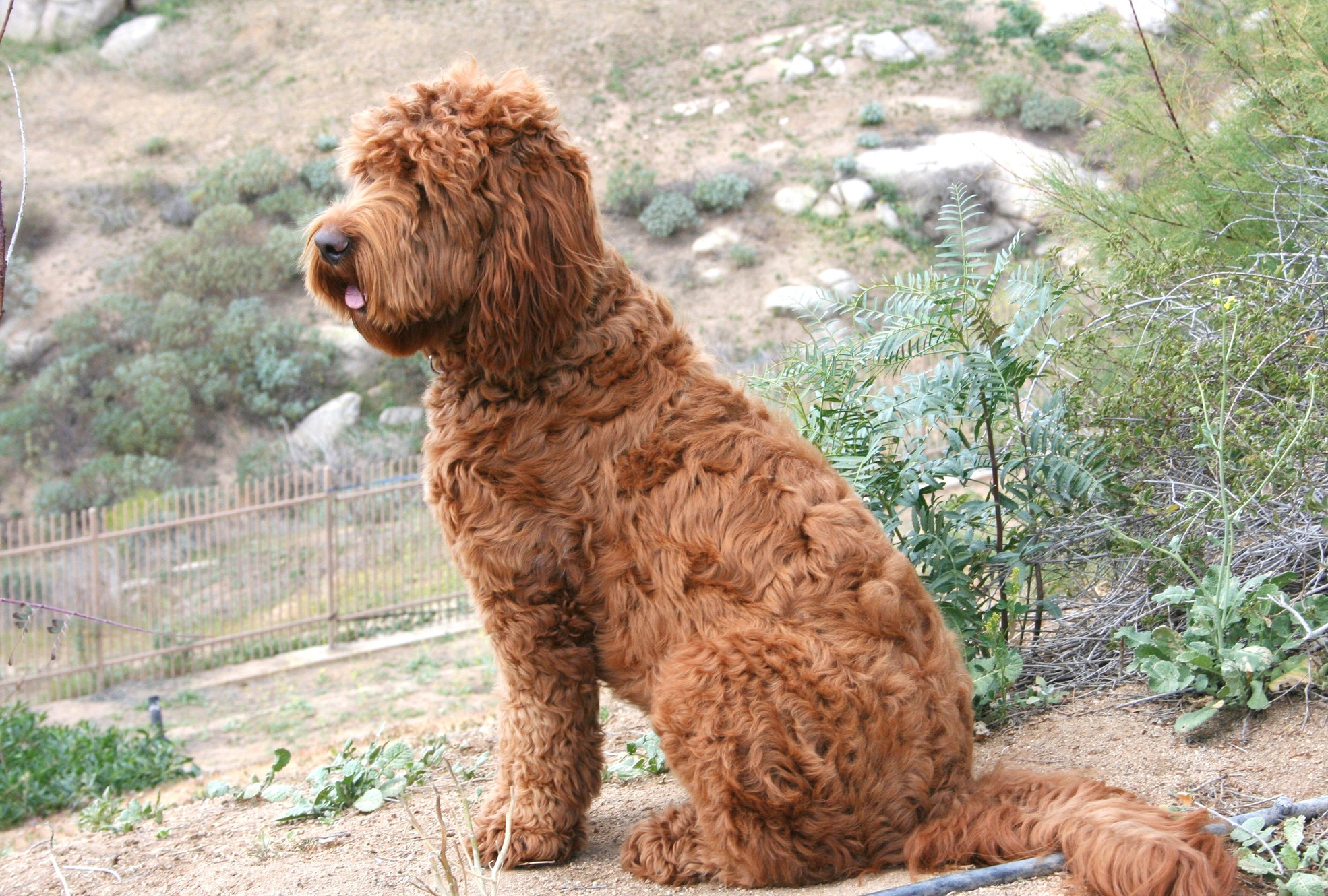 ADOPTION PROCESS | Labradoodles