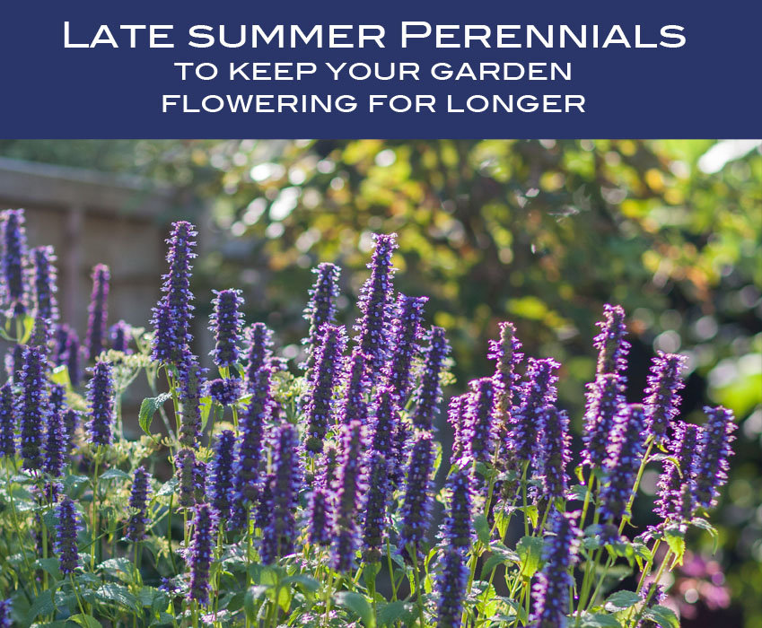 Late summer perennials to keep your garden flowering for longer