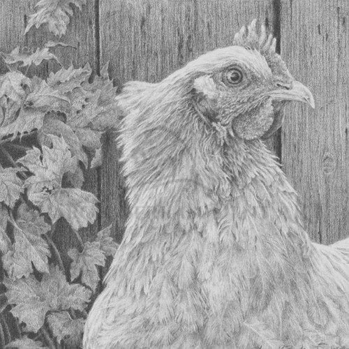 "Chloe" Chicken Graphite Pencil Drawing | SharonBerkanDentART